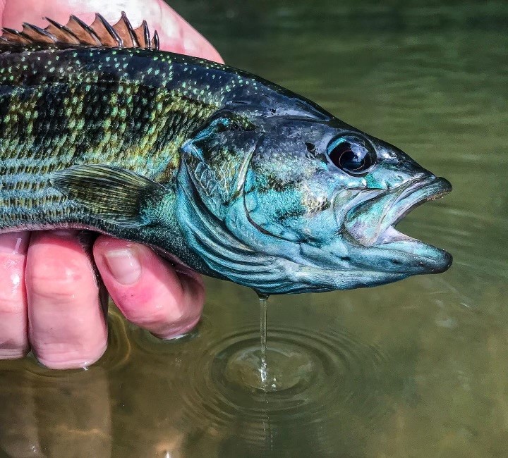 Fishing For The Unique Tallapoosa Redeye Bass - Outdoor Travel Writer