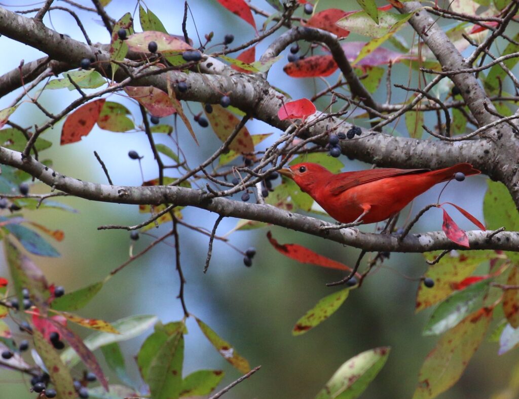 How To Get Started Birding - Outdoor Travel Writer